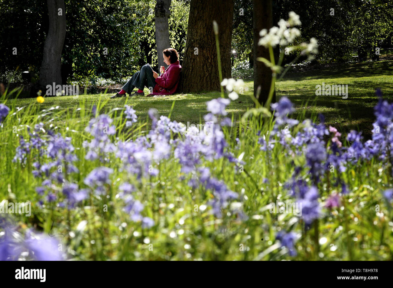A student sits under a tree in the University of Edinburgh's George ...
