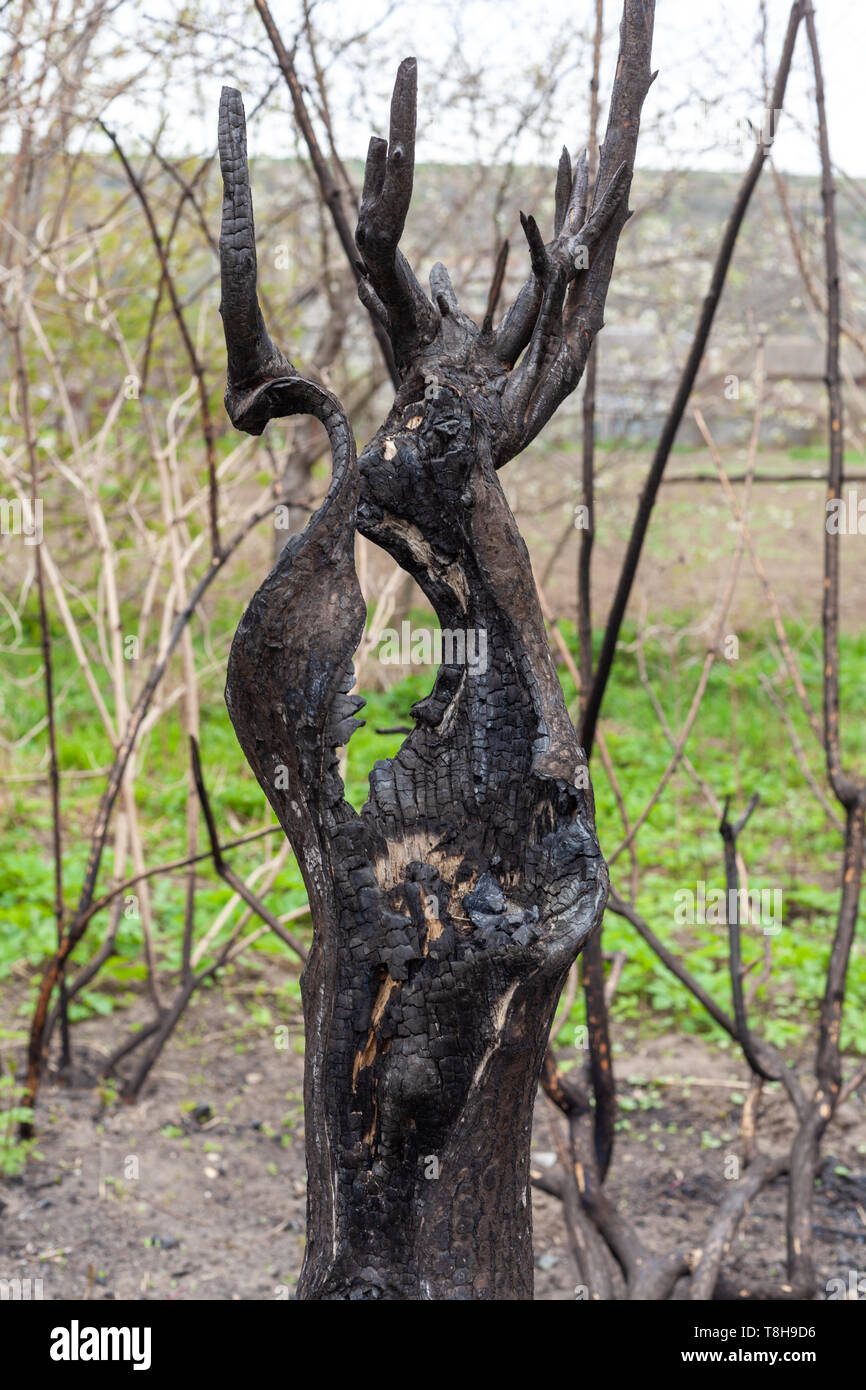 Black burned trees after forest fire. Charred bark after catastrophy ...