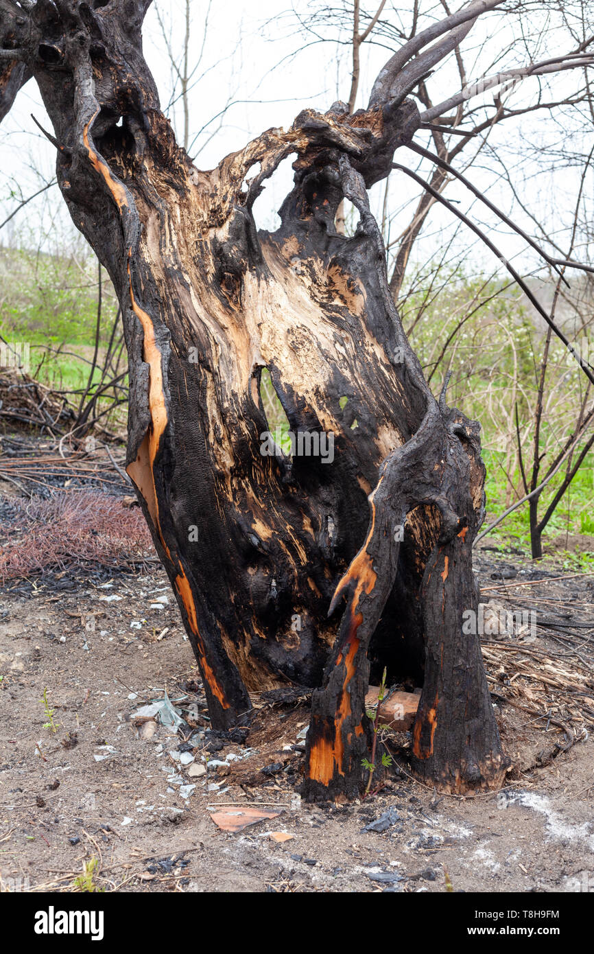 Black burned trees after forest fire. Charred bark after catastrophy ...