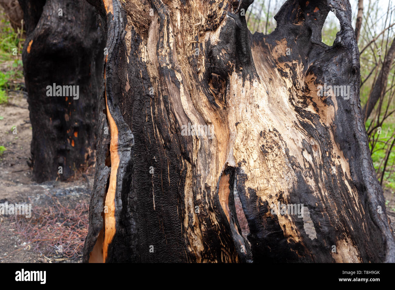 Black burned trees after forest fire. Charred bark after catastrophy ...