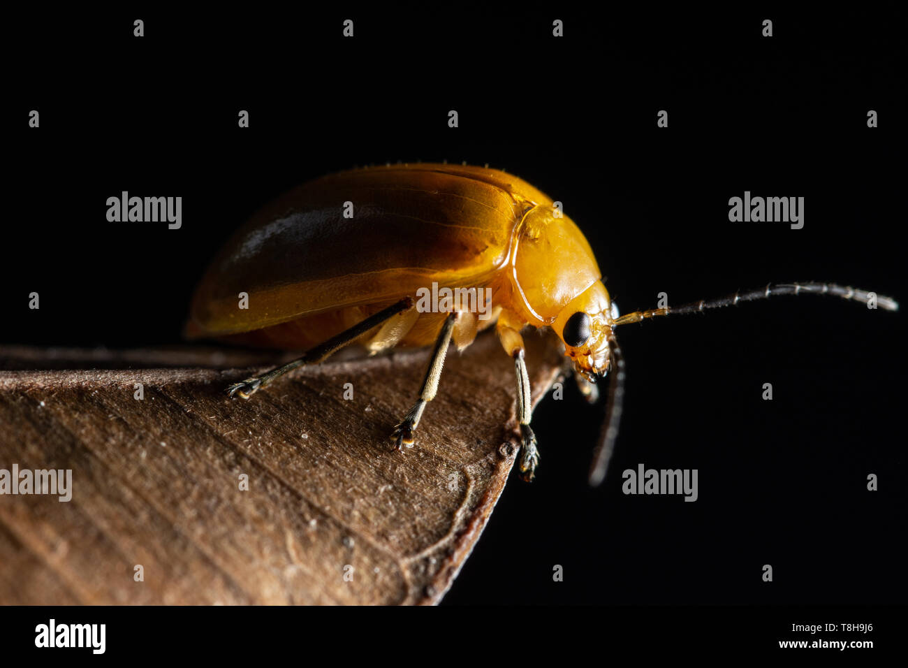 Macro ladybug on a branch Stock Photo - Alamy