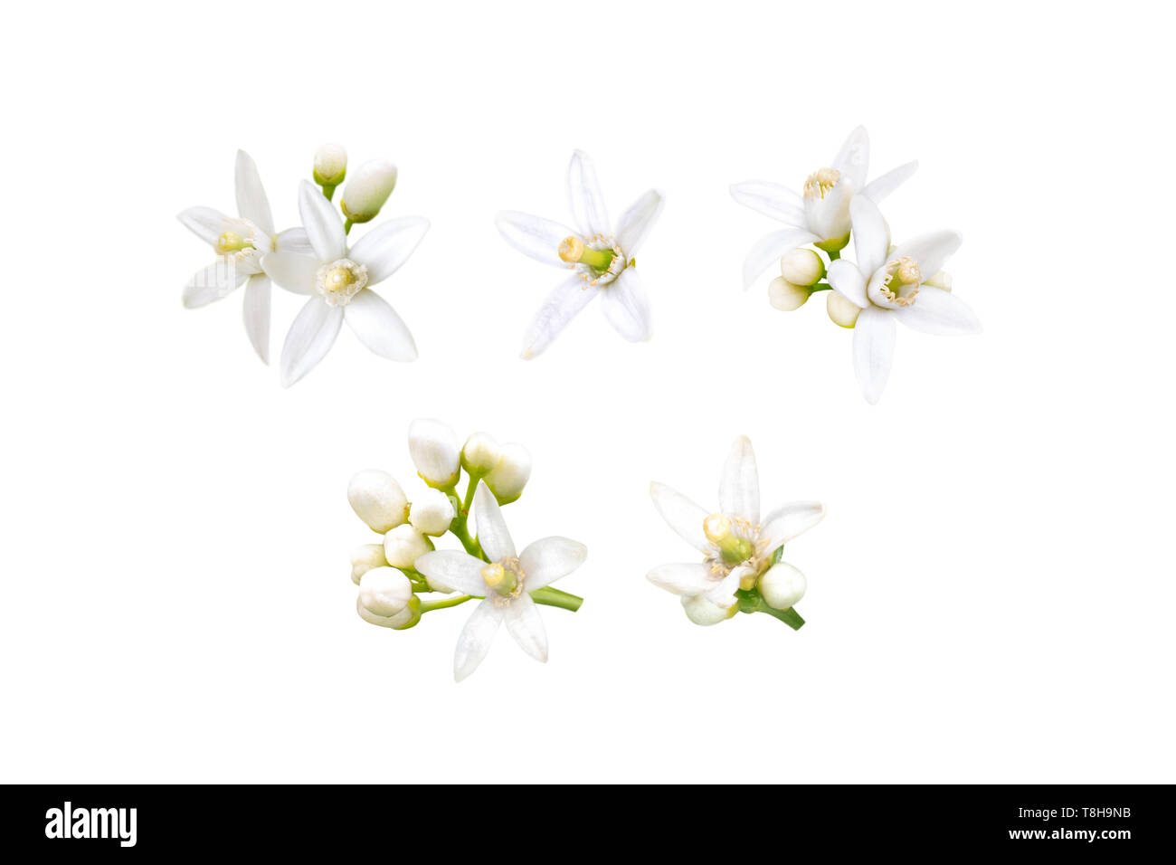 Neroli blossom. Orange tree white fragrant flowers and buds set ...