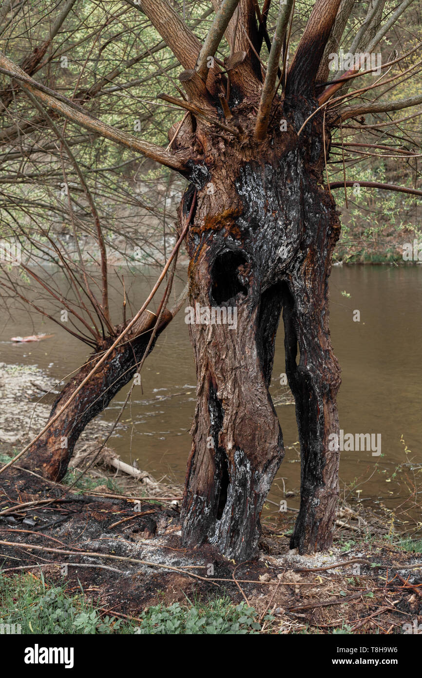 Black burned trees after forest fire. Charred bark after catastrophy ...
