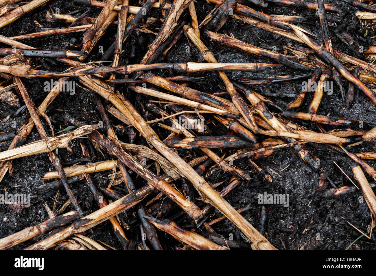 Black burned trees after forest fire. Charred bark after catastrophy ...