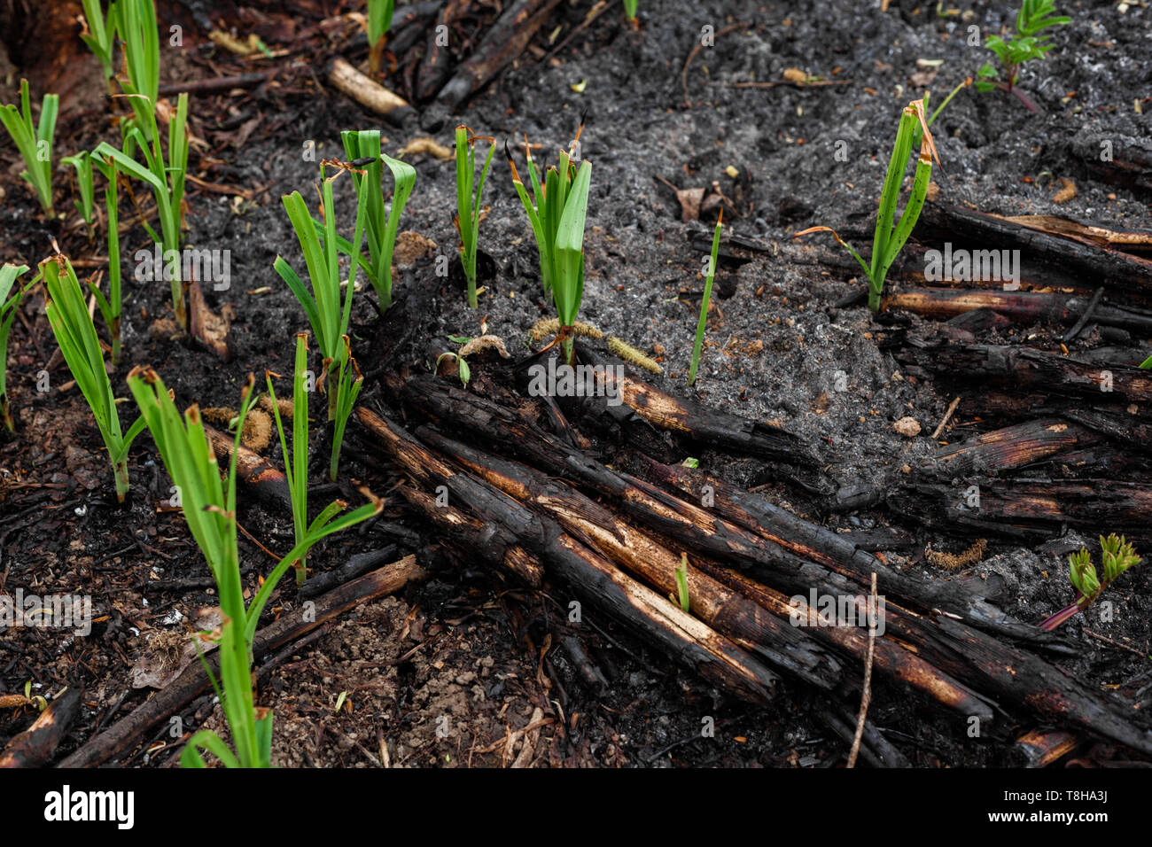 Black burned trees after forest fire. Charred bark after catastrophy ...