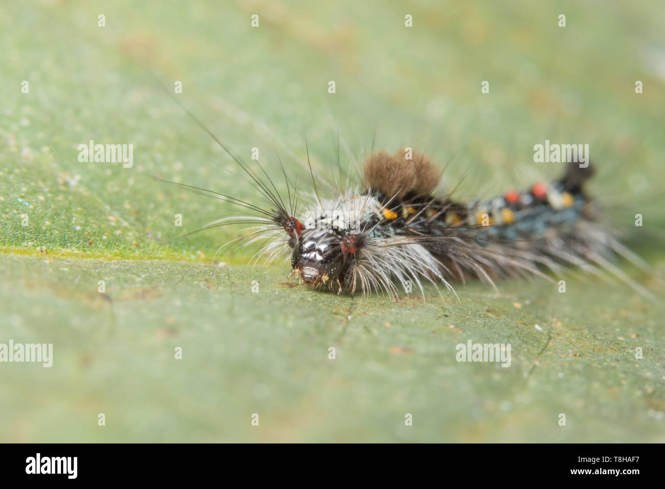 Macro worm on leaf Stock Photo - Alamy