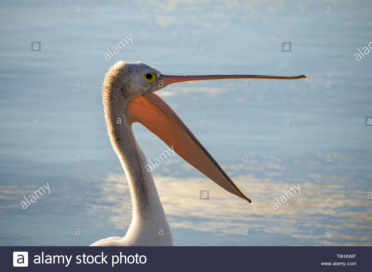Pelican Open Mouth Stock Photos & Pelican Open Mouth Stock Images - Alamy