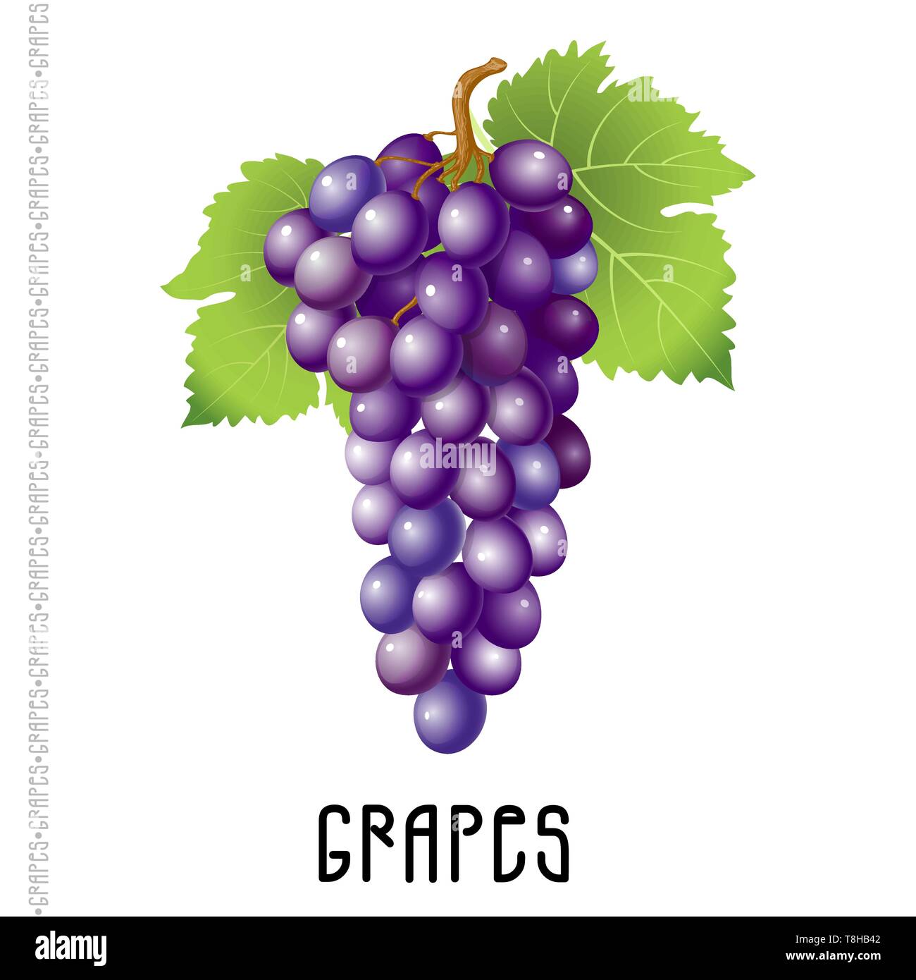 Bunch of grapes on a white background. Vector illustration for your ...