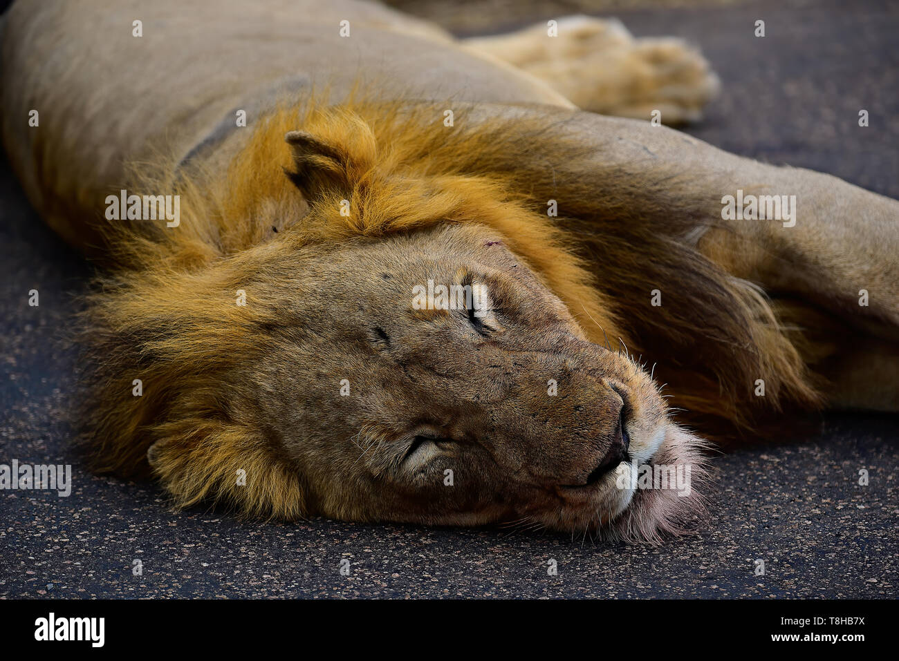 Lion Dark Maned Panthera Leo sleeping in the afternoon sun Kruger ...
