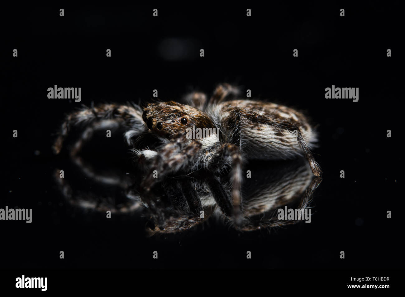 Macro Spider on Black Mirror Stock Photo - Alamy