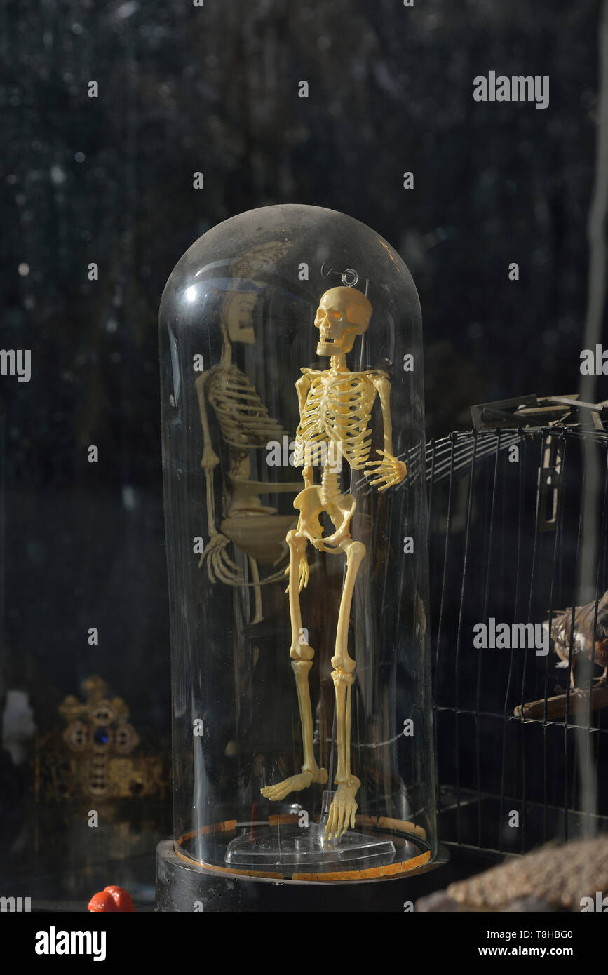 Human skeleton model on display in a secondhand shop, Hastings, East ...