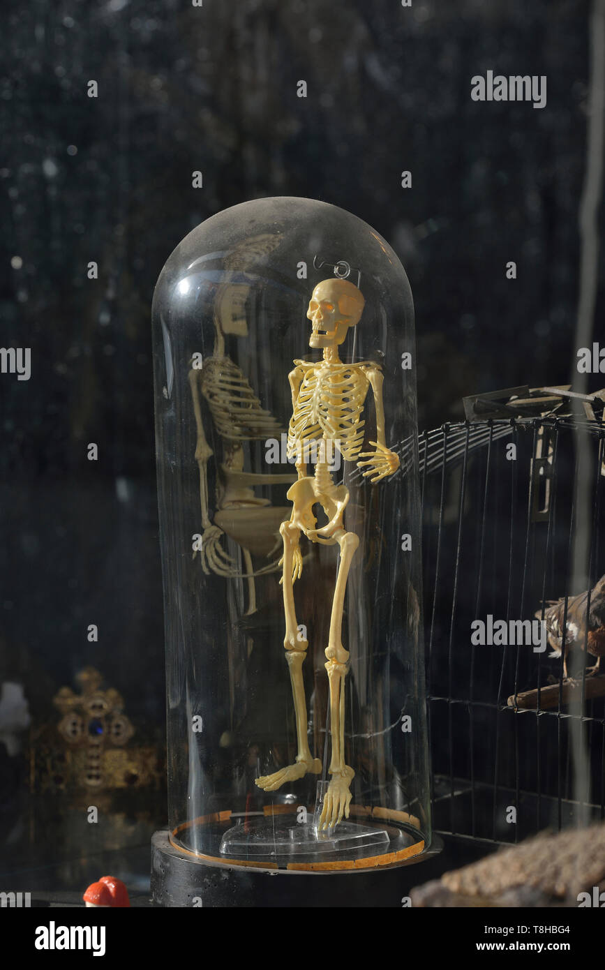 Human skeleton model on display in a secondhand shop, Hastings, East ...
