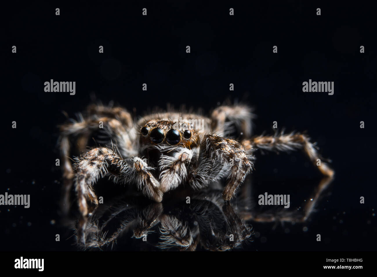 Macro Spider on Black Mirror Stock Photo - Alamy