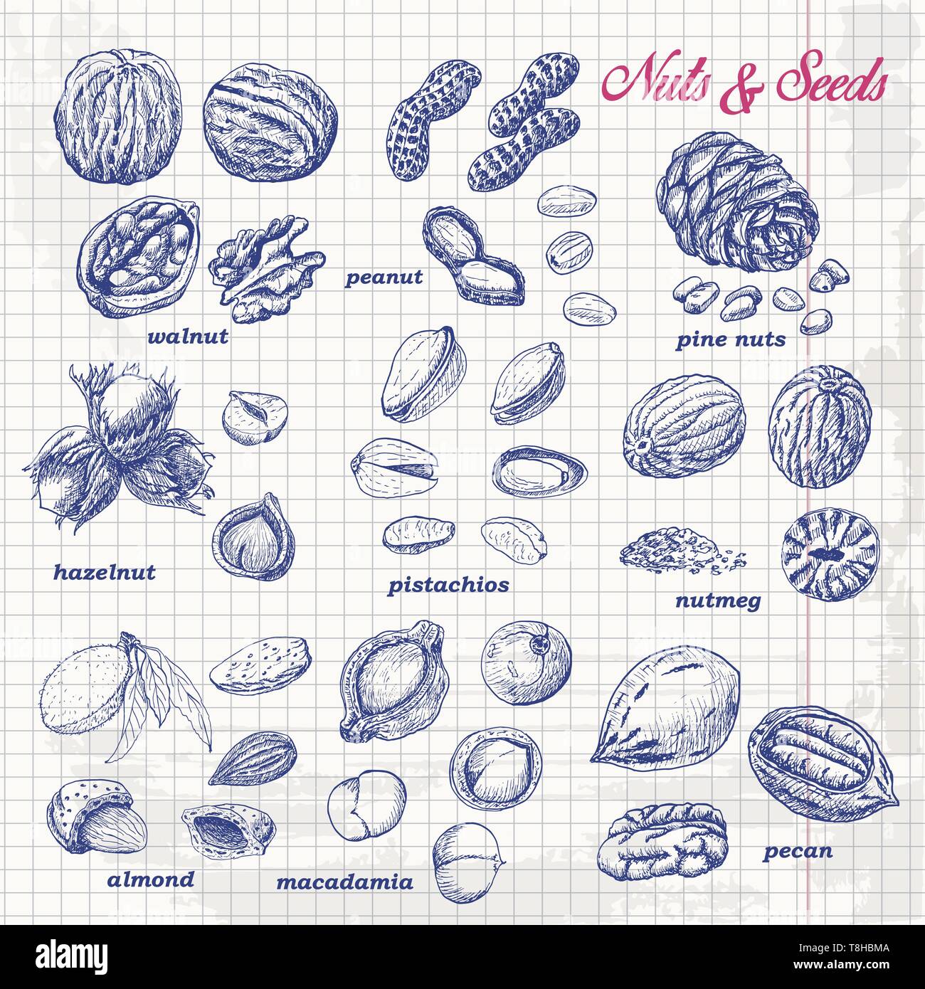 Collection of nuts and seeds on paper. Vector illustration for your ...