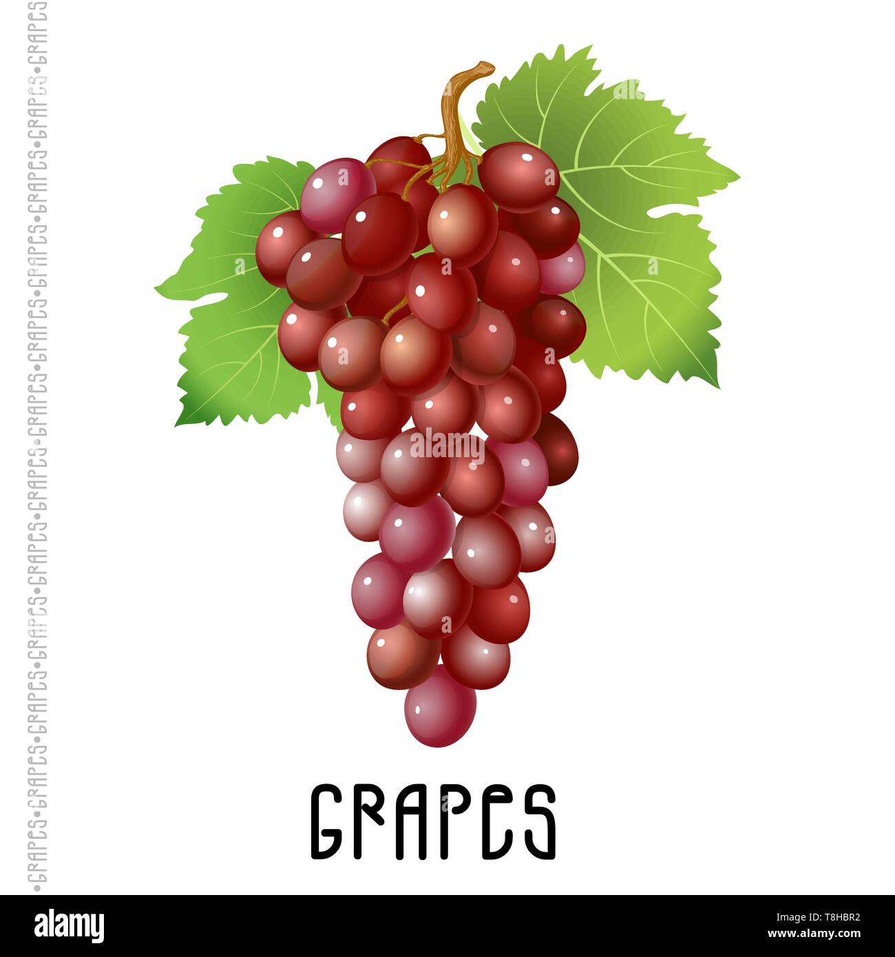 Bunch of red grapes on a white background. Vector illustration for your ...