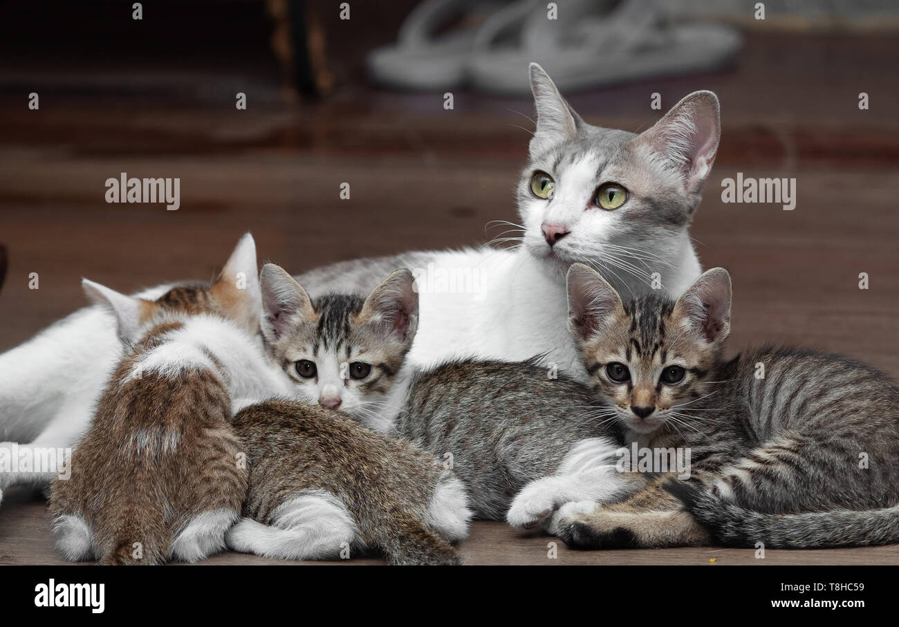 Closeup Four Kittens with Mother Cat on The Floor Stock Photo - Alamy