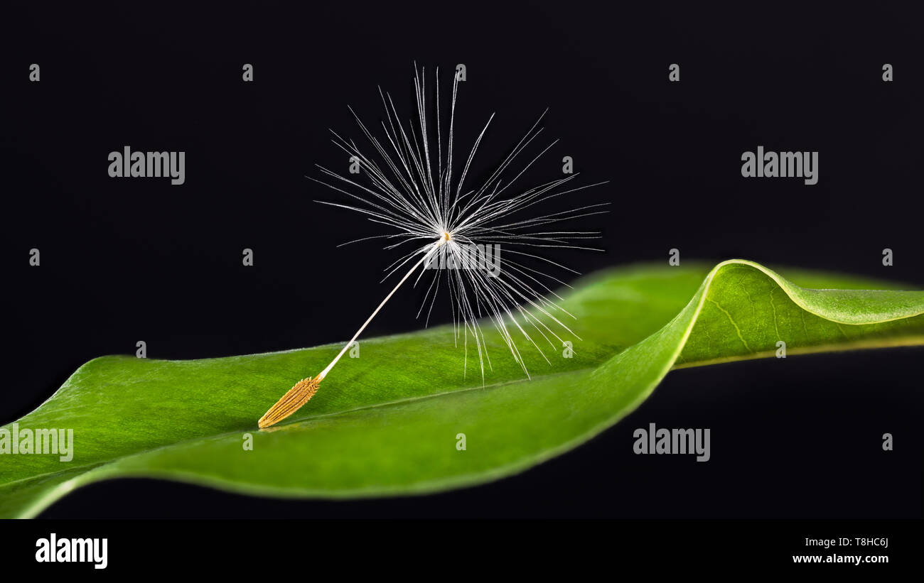 One dandelion seed on green leaf detail. Taraxacum officinale. Fragile ...