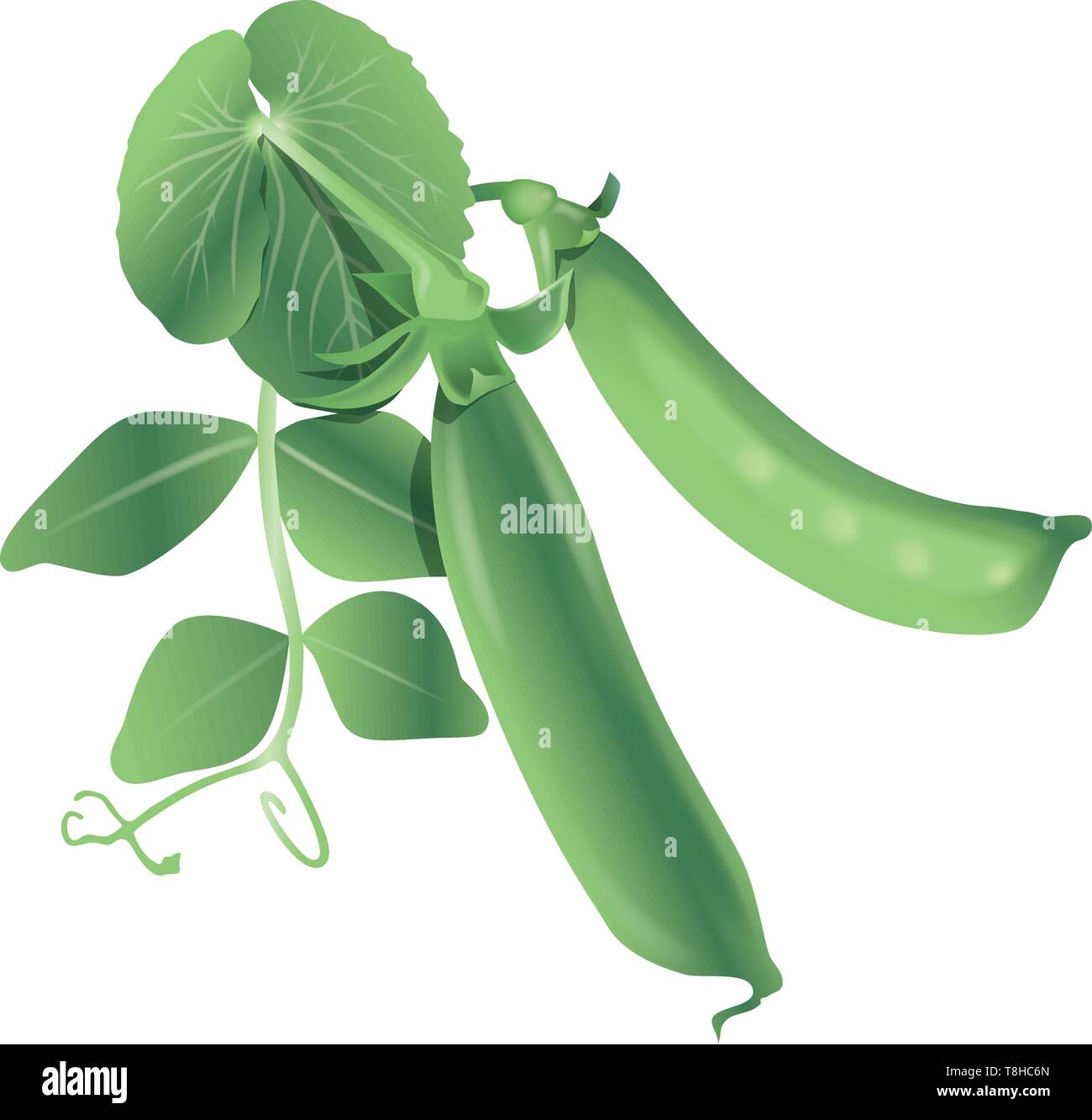 Two pea pods with green leaves on a white background isolated. Organic ...