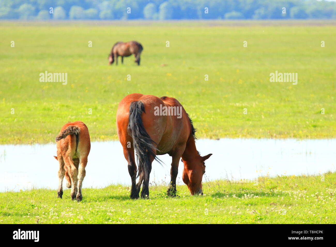 Mare colt on meadow hi-res stock photography and images - Alamy