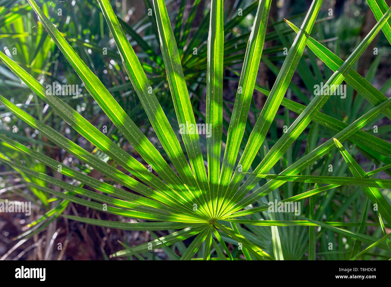 Backlit natural palm frond background. Lots of pattern, texture, and ...