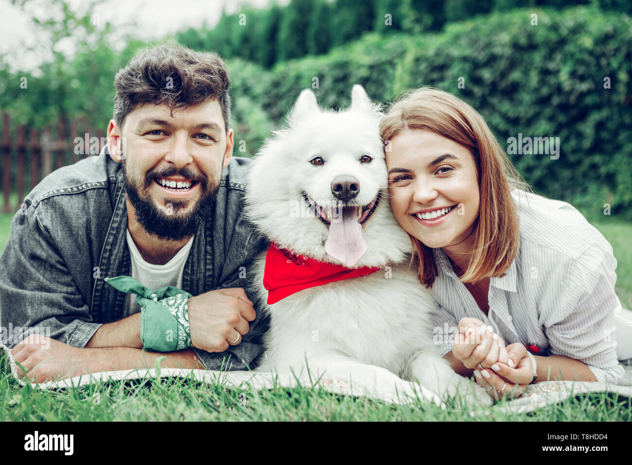 Samoyed portrait male dog hi-res stock photography and images - Alamy