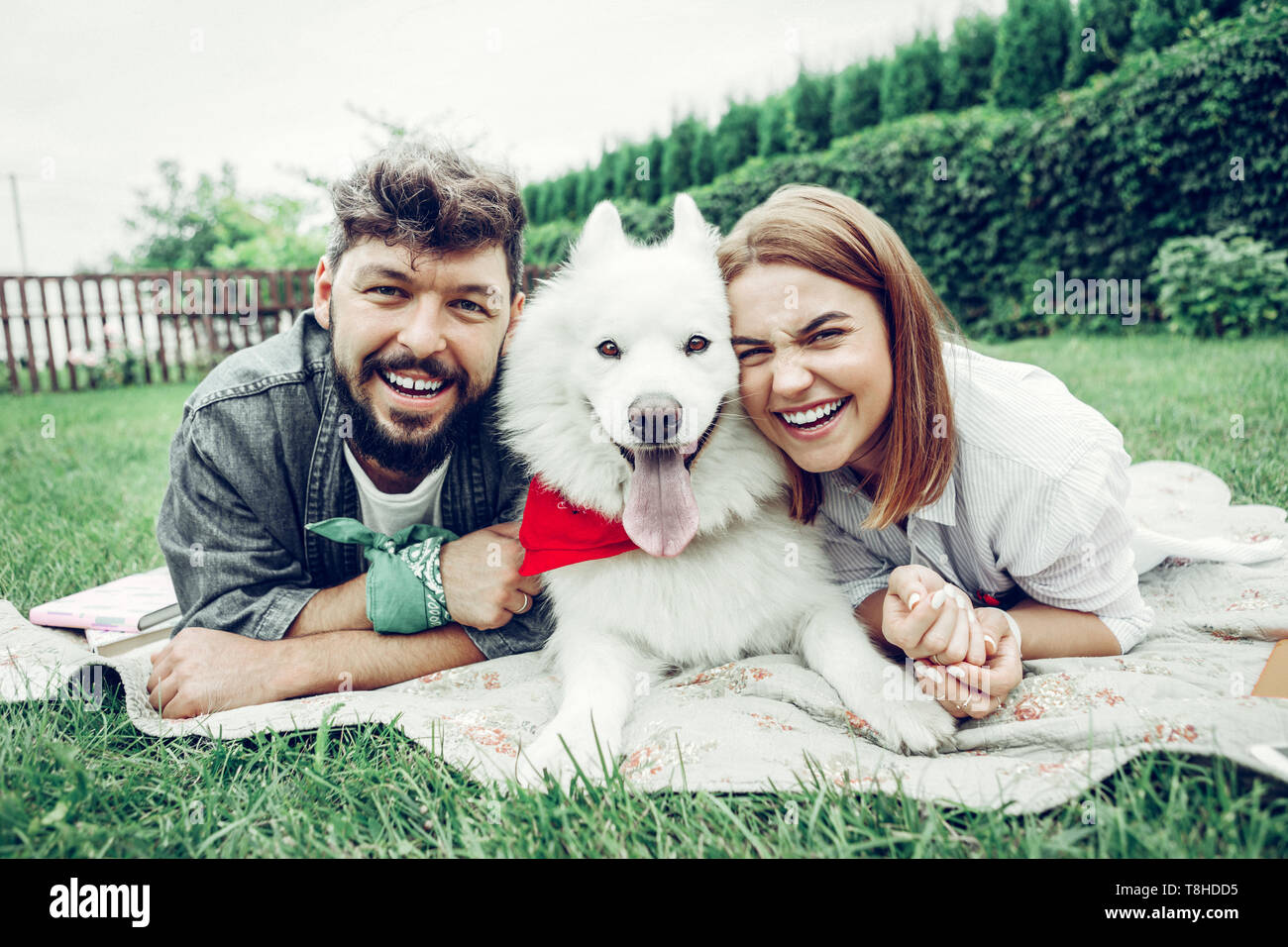Samoyed face hi-res stock photography and images - Alamy