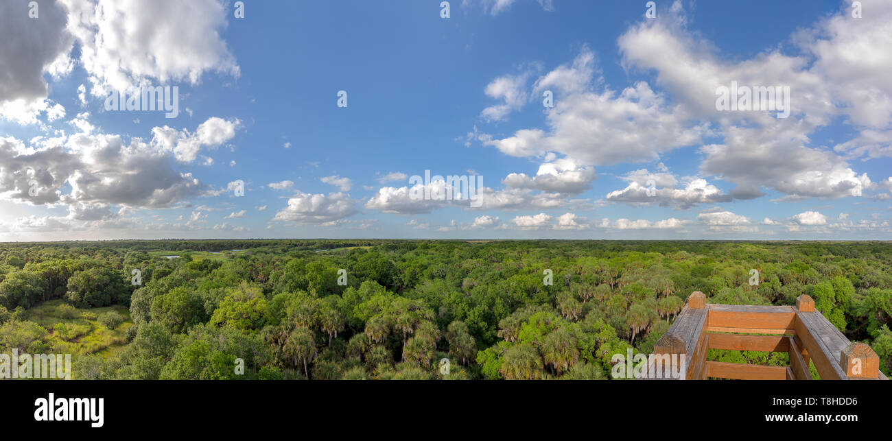 Treetop panorama with a viewing platform in the front corner. Taken in ...