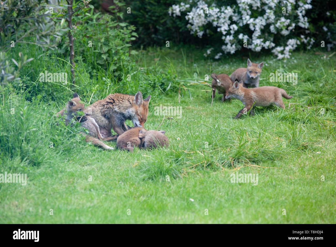 A fox vixen and her litter of cubs in a garden in south London Stock ...