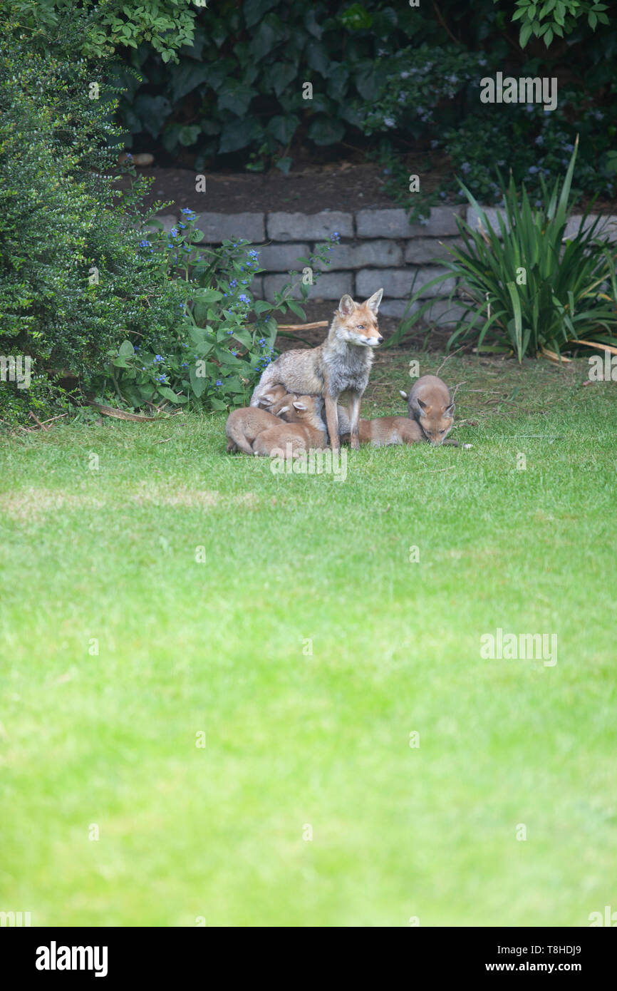 A fox vixen and her litter of cubs in a garden in south London Stock ...