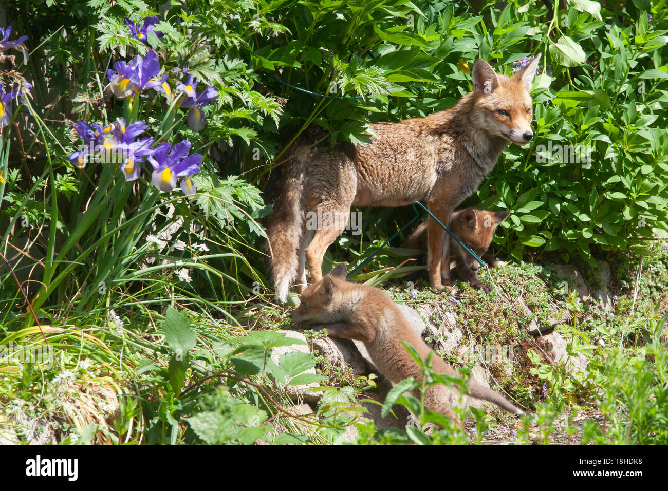 A fox vixen and her litter of cubs in a garden in south London Stock ...