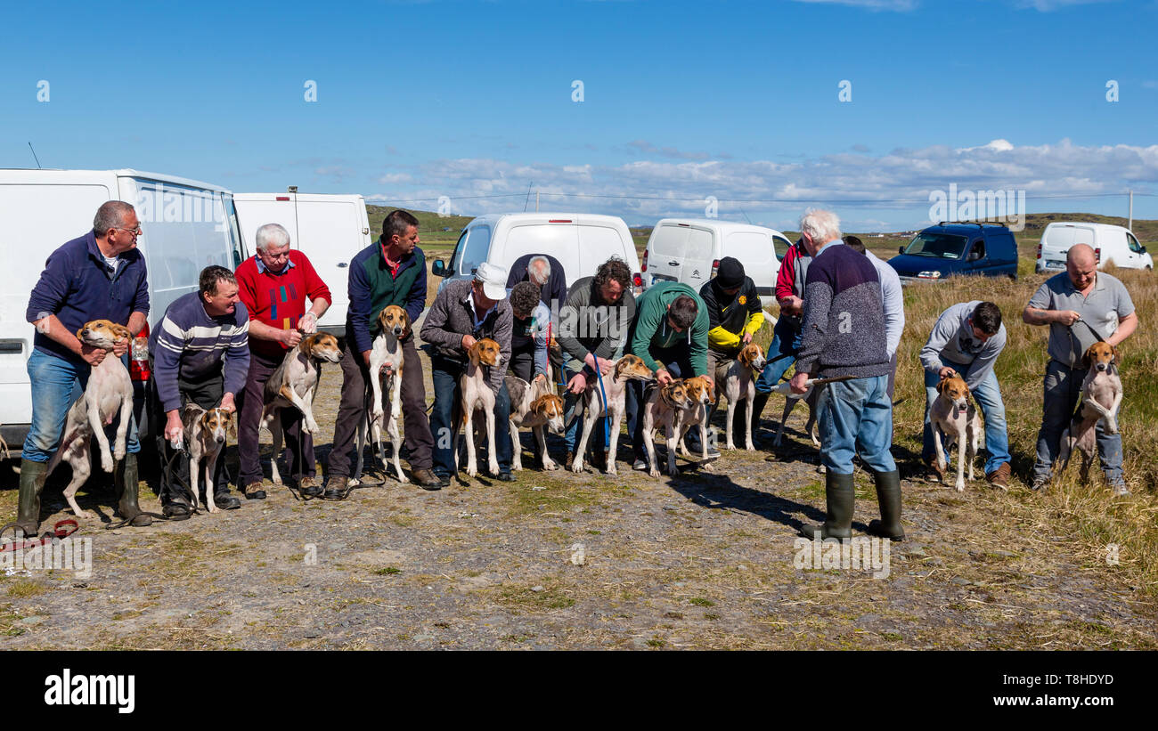 Kerry beagle hi-res stock photography and images - Alamy