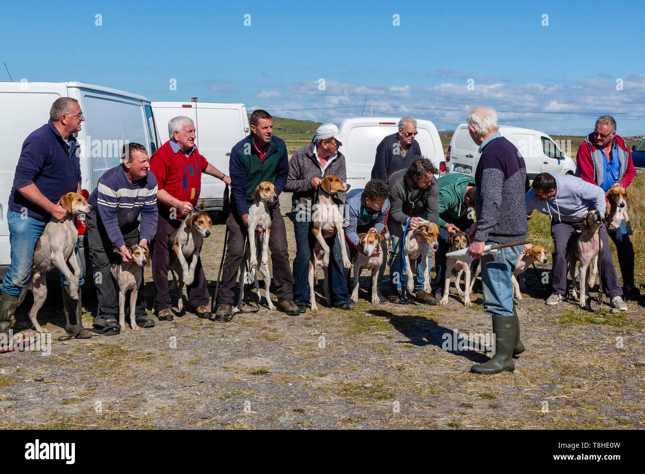 Kerry beagle hi-res stock photography and images - Alamy
