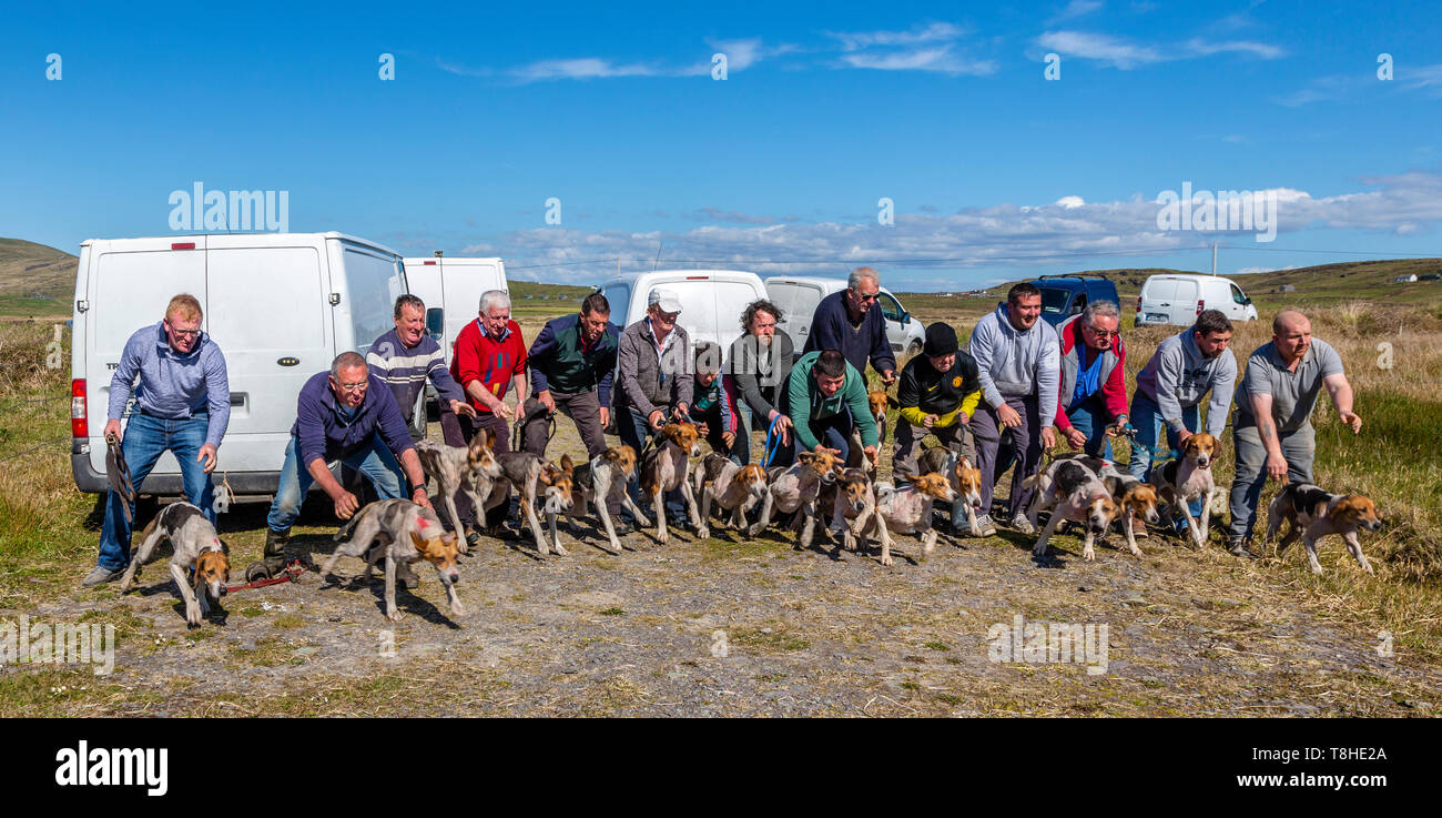 Kerry beagle hi-res stock photography and images - Alamy