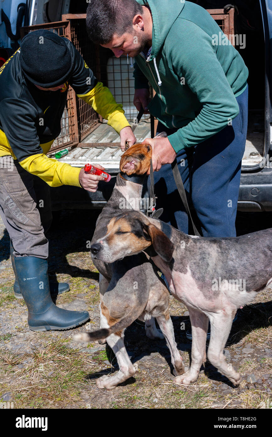 Drag hunt race hi-res stock photography and images - Alamy