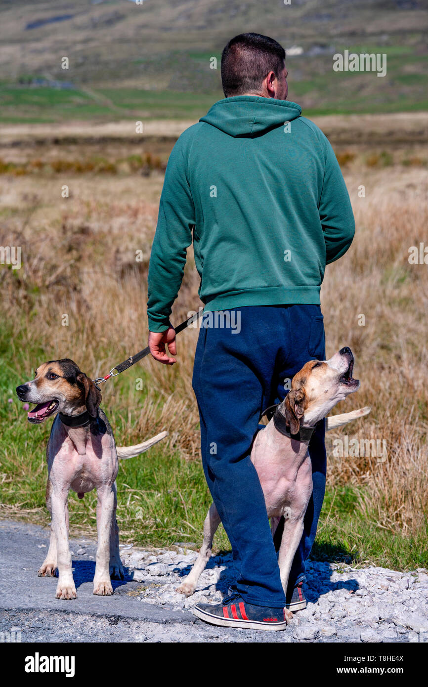 Drag Hunt race meeting, Valentia Island, County Kerry, Ireland Stock ...