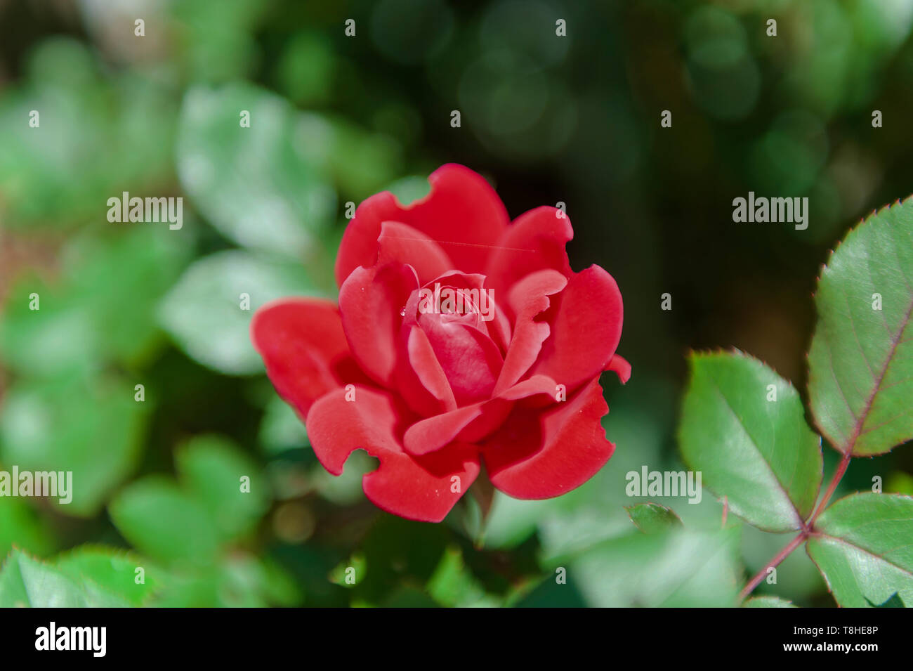 Rosed flower hi-res stock photography and images - Alamy