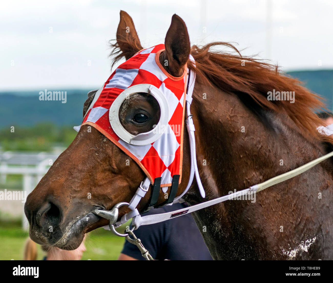 Portrait of a thoroughbred horse Stock Photo - Alamy