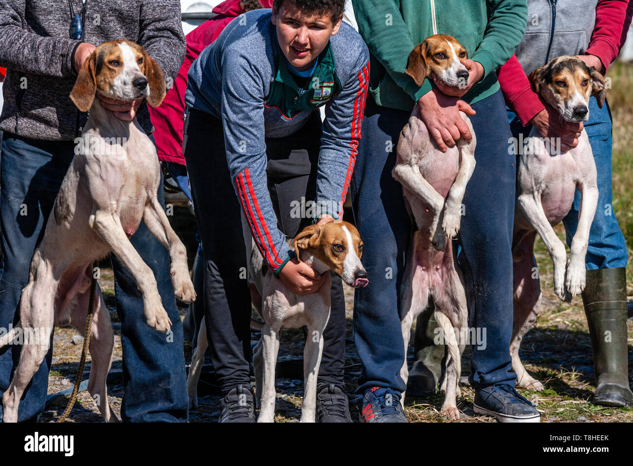 Kerry beagle hi-res stock photography and images - Alamy