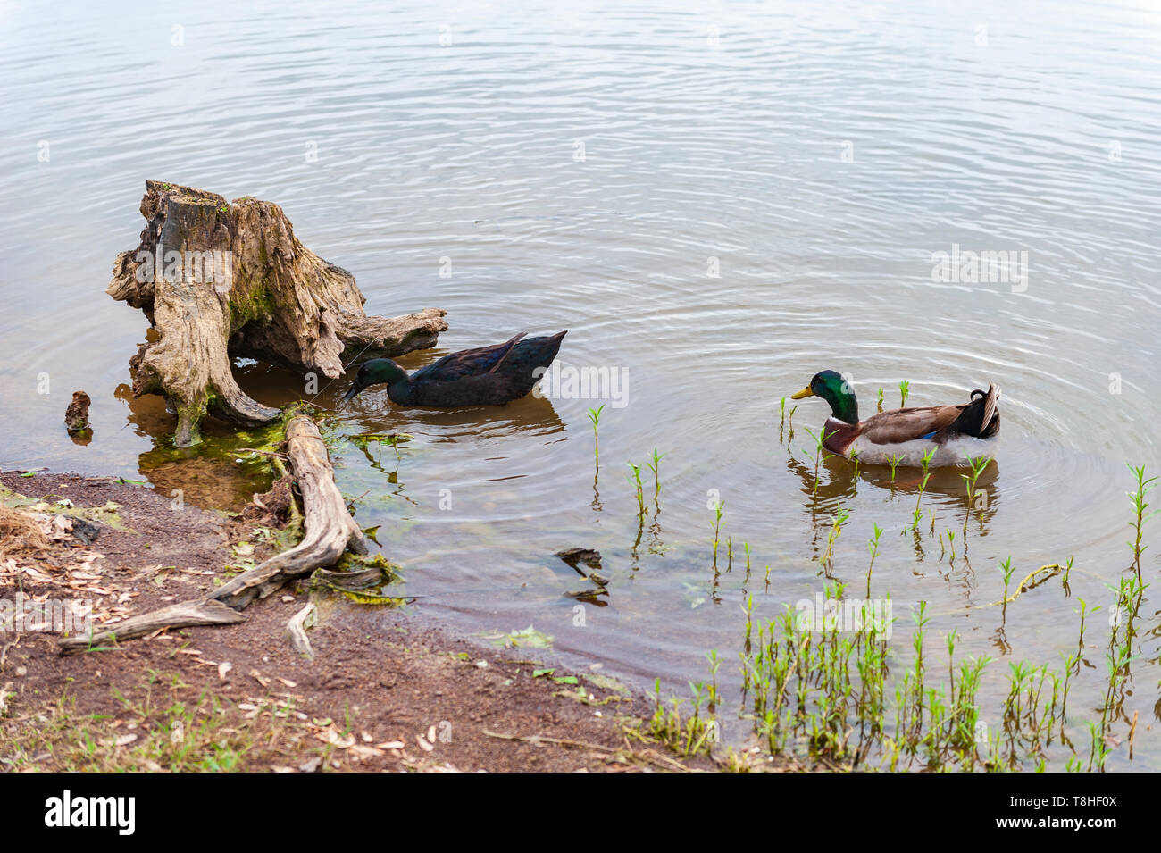 Canadian Mallard ducks on the lake Stock Photo - Alamy
