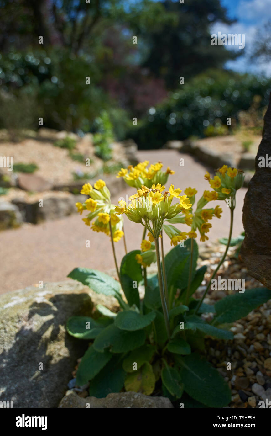 Cowslips (Primula veris) growing on a rockery in the spring sunshine ...