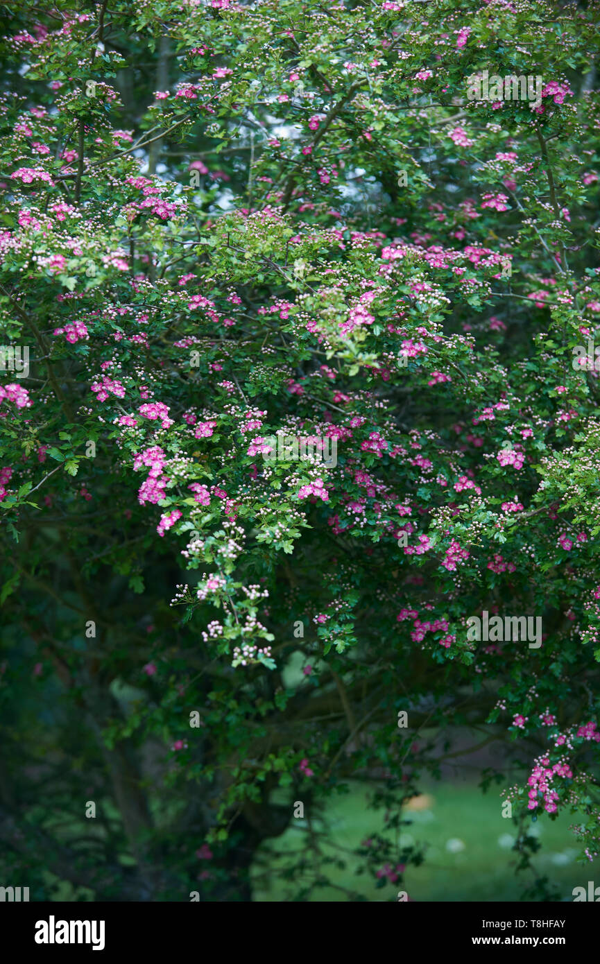 Rich pink flowers of a blackthorne bush (Prunus spinosa Stock Photo - Alamy