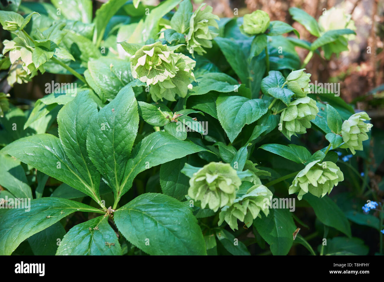 Hellebor flower detail hi-res stock photography and images - Alamy
