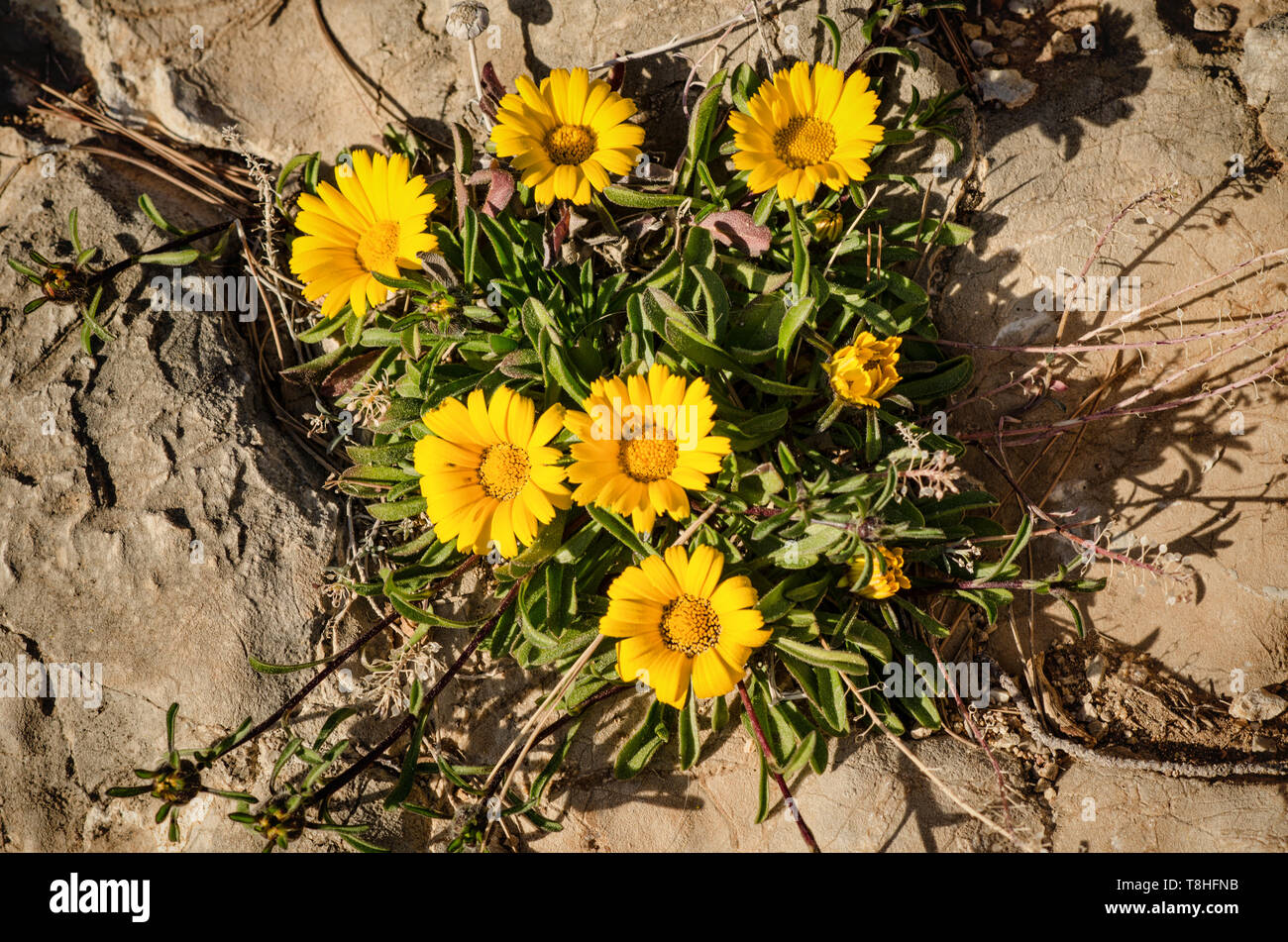 Rock dasies flowering at the beginning of spring time Stock Photo - Alamy