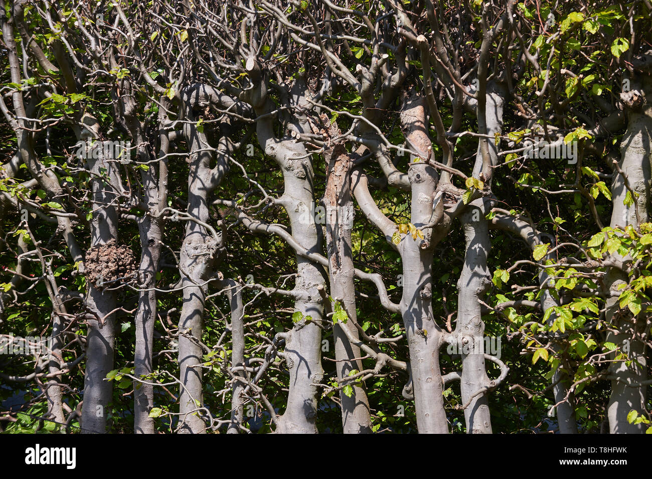 Tree trunks in the spring sunshine Stock Photo - Alamy