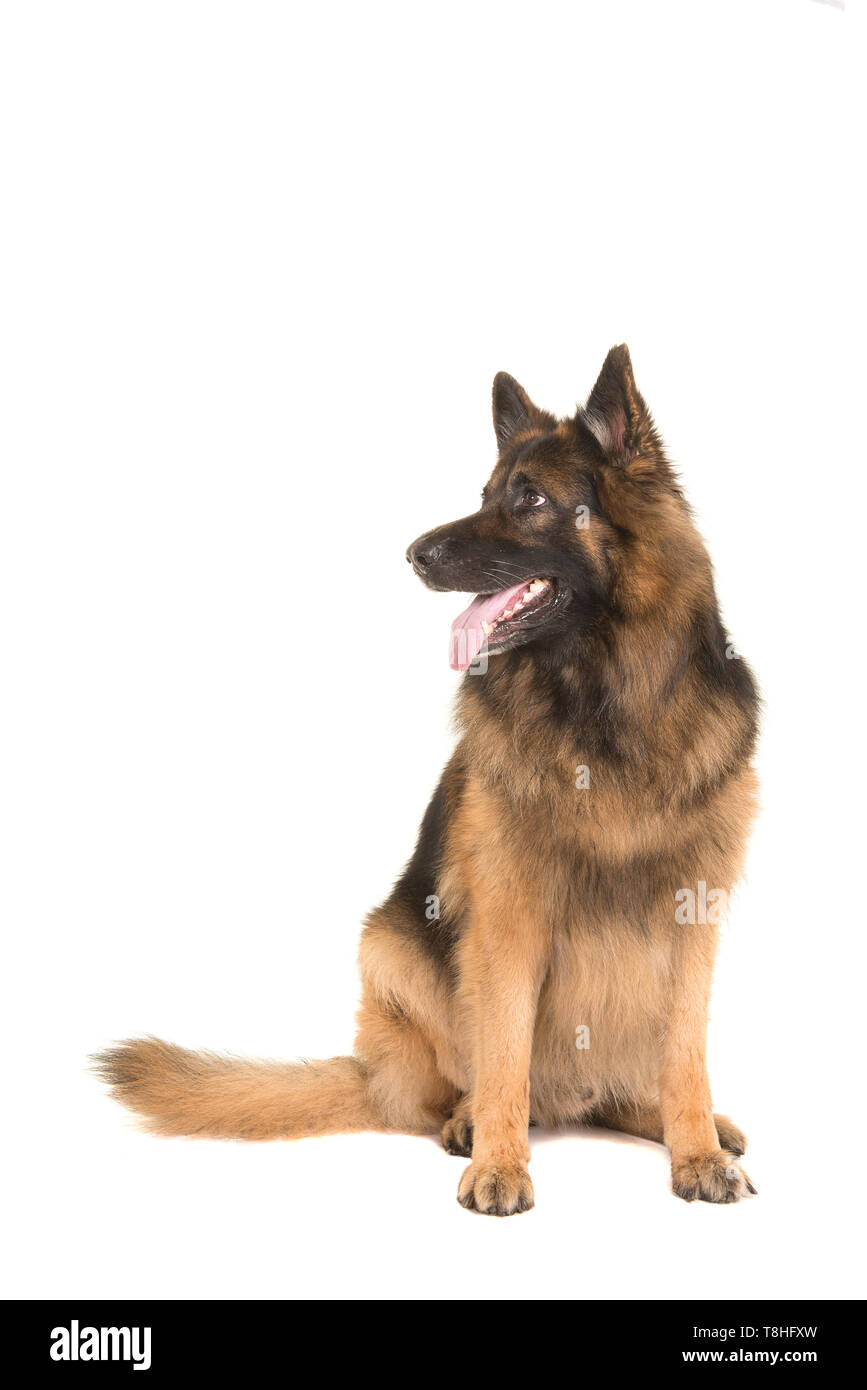 German shepherd looking to the left over its shoulder isolated on a ...