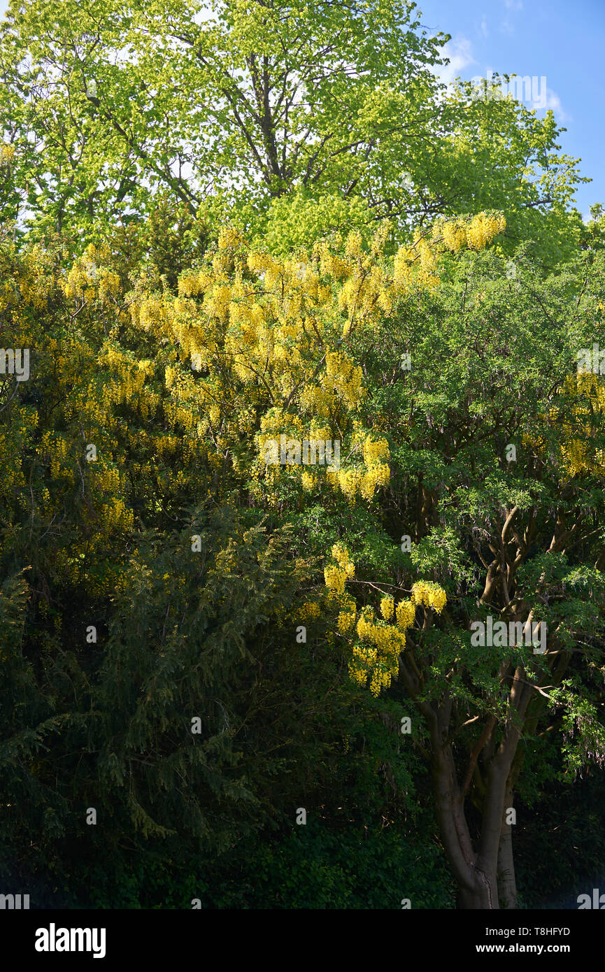 Laburnum Trees High Resolution Stock Photography and Images - Alamy