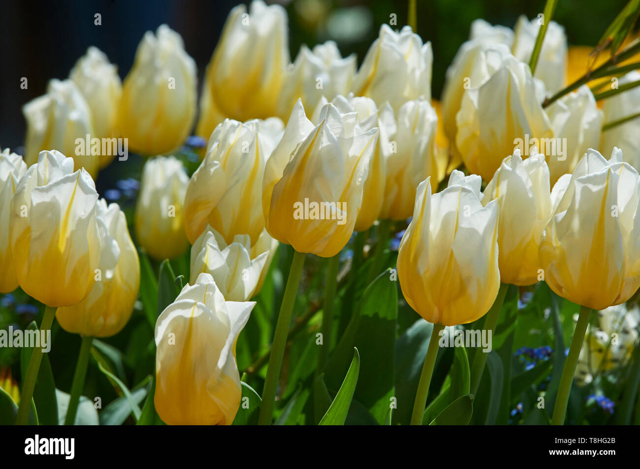 Agrass hi-res stock photography and images - Alamy