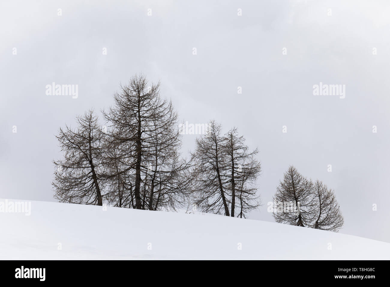 Snowy landscape with bare larch trees, winter scene Stock Photo - Alamy