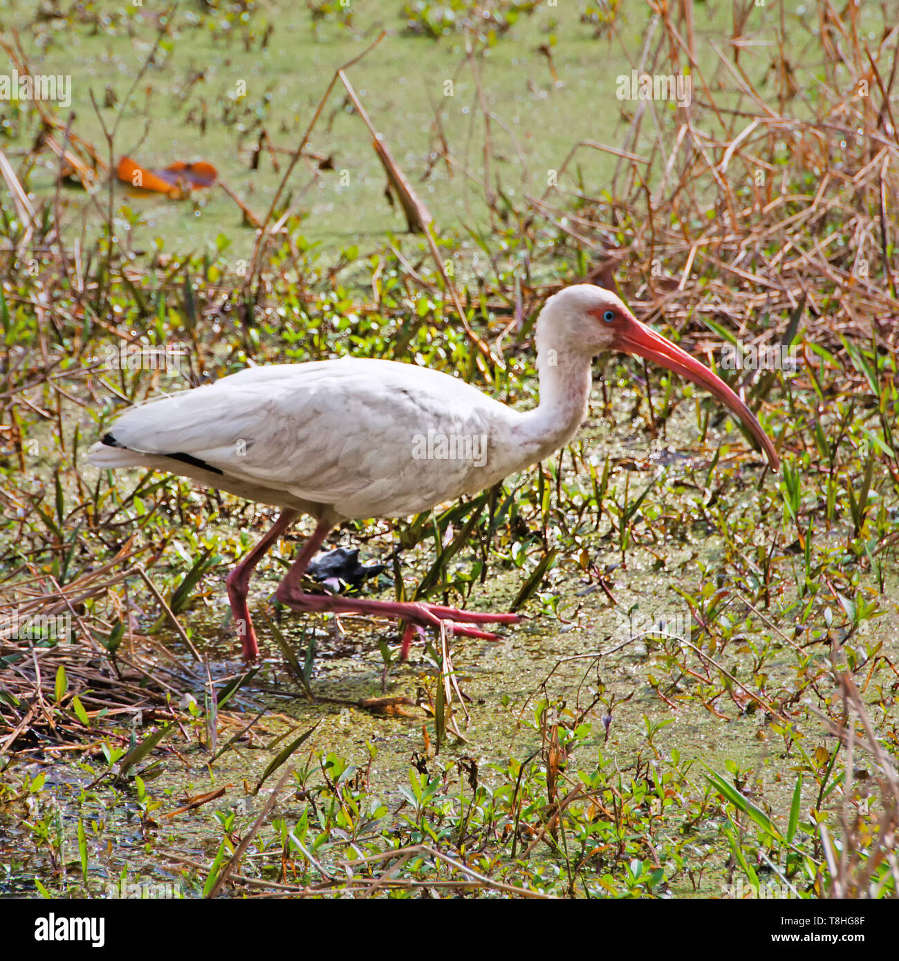Wading south america hi-res stock photography and images - Alamy