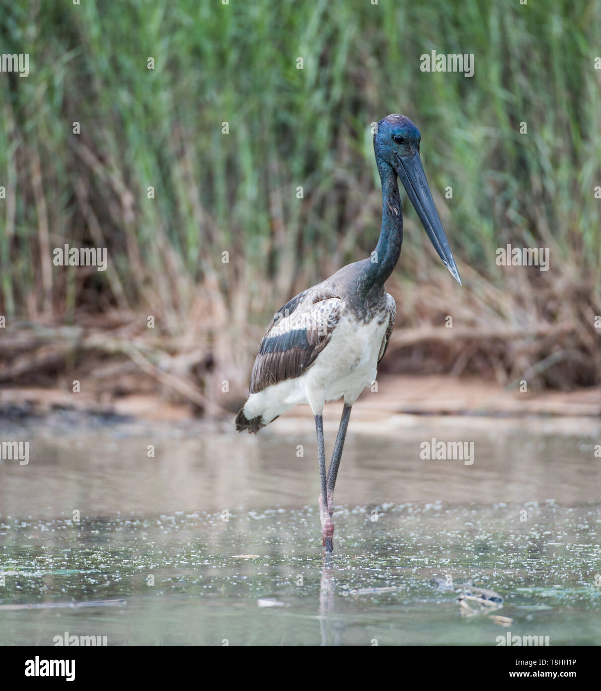 Black-necked stork wading in the Mary River in Kakadu National Park in ...